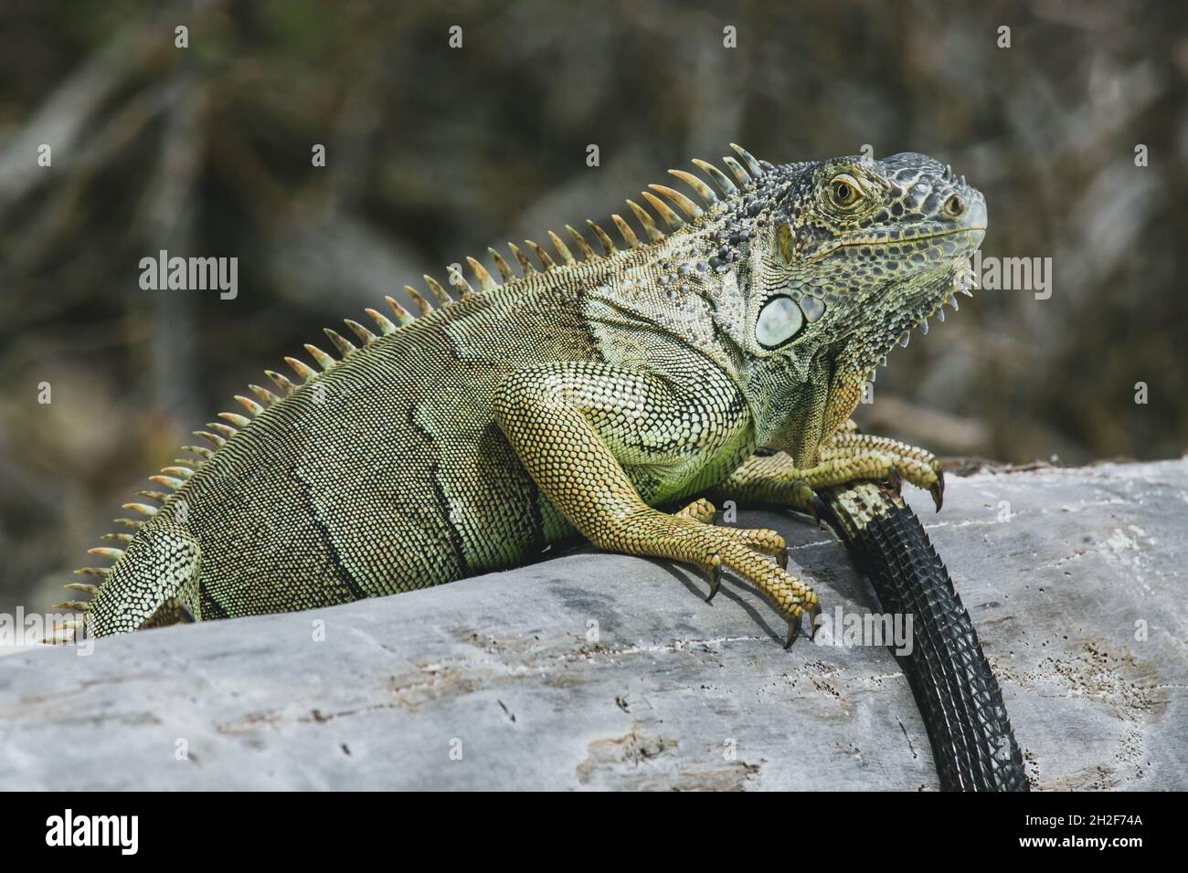 Iguana skin texture immagini e fotografie stock ad alta risoluzione - Alamy