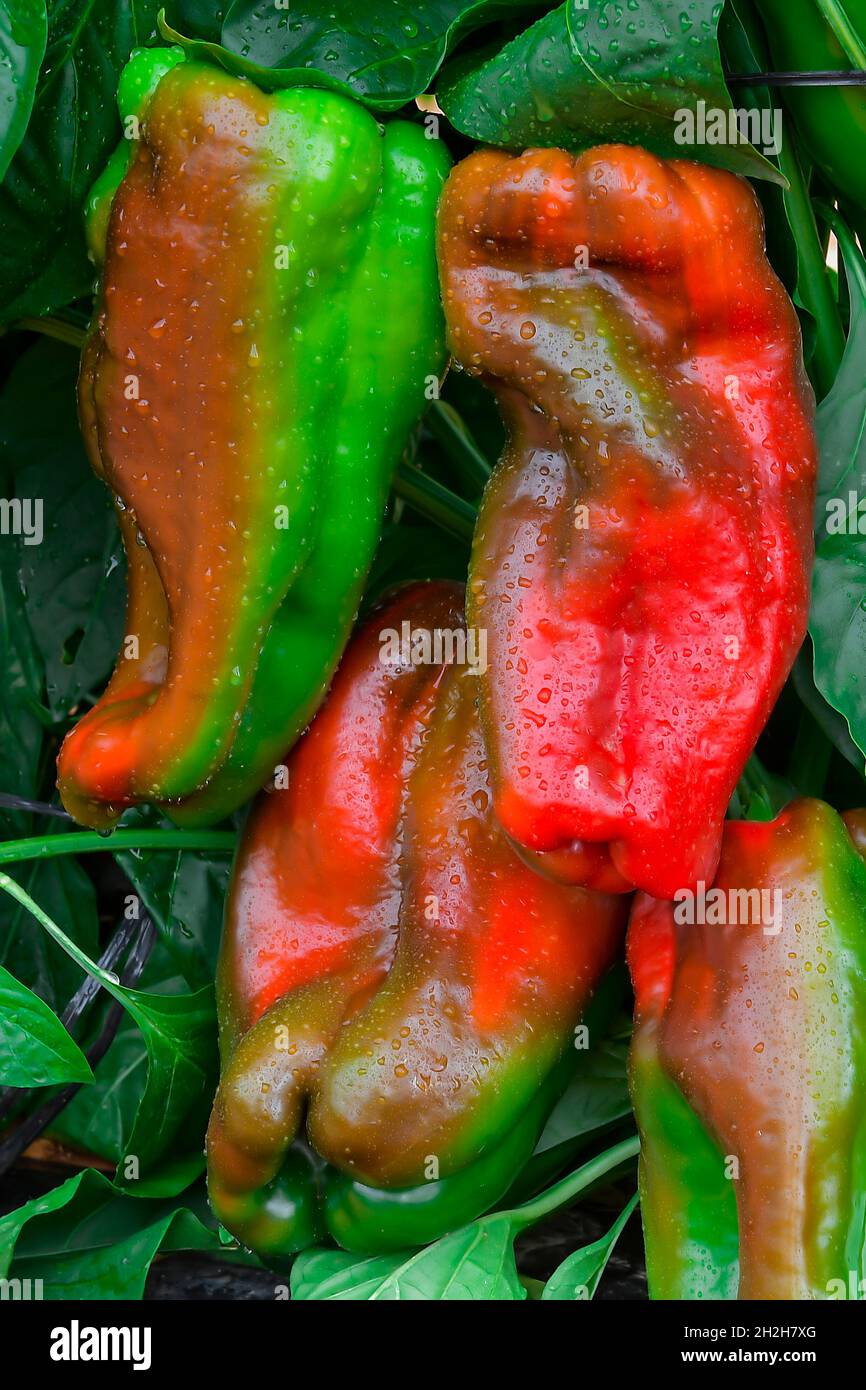Pianta e frutta pepe immagini e fotografie stock ad alta risoluzione ...