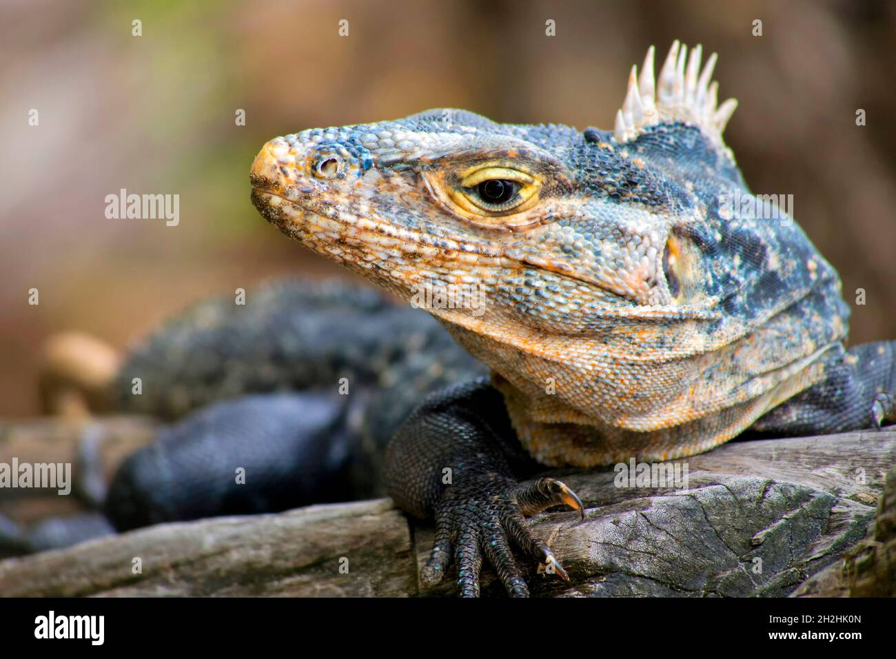 Historia natural de la ballena negra immagini e fotografie stock ad ...