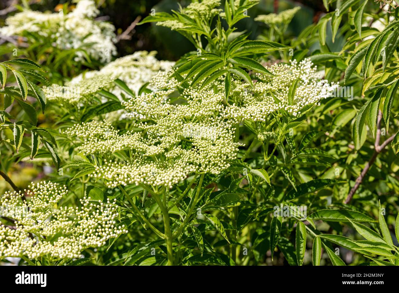 Pianta di sambuco immagini e fotografie stock ad alta risoluzione - Alamy