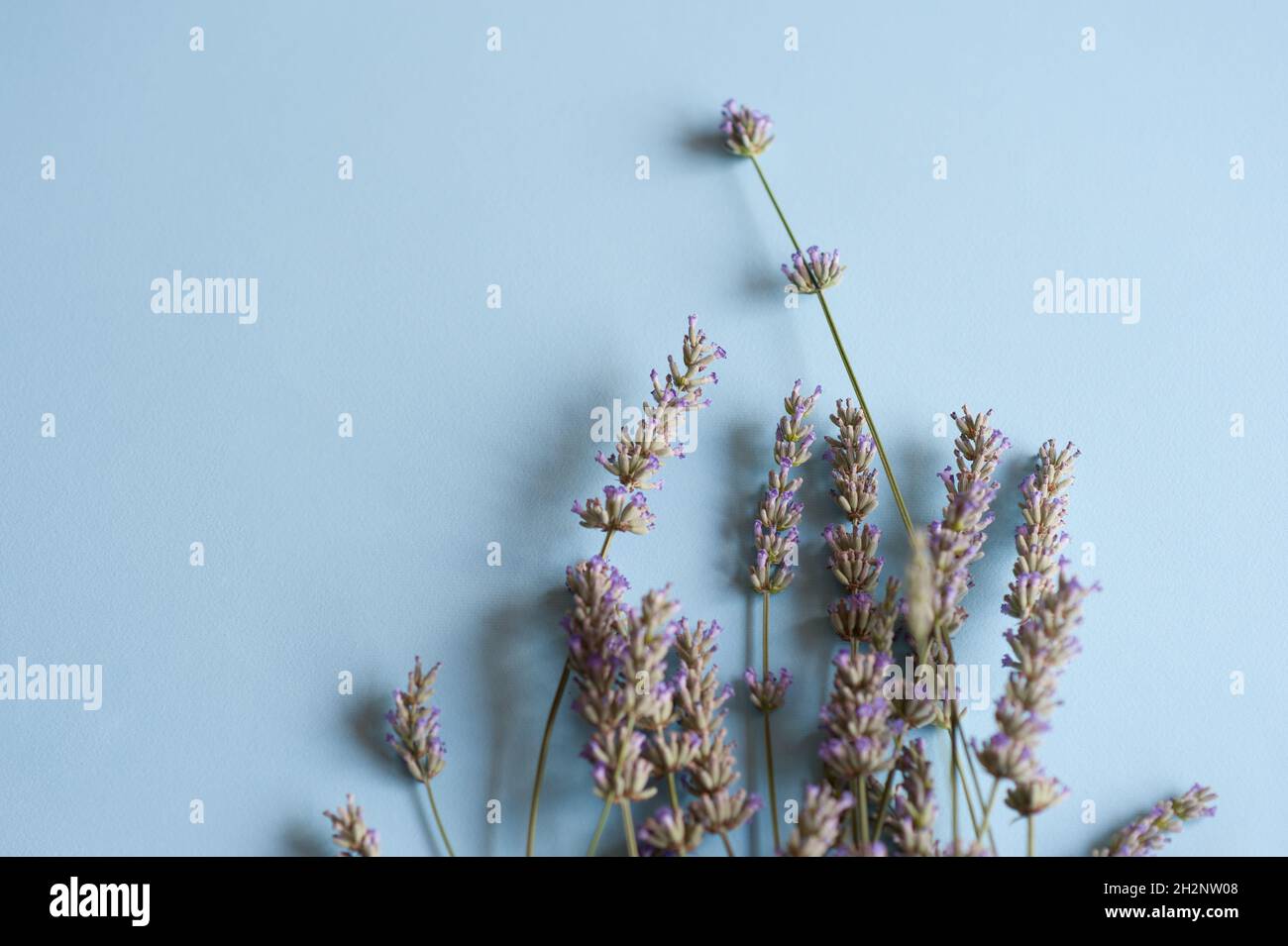 Mazzo di fiori di lavanda immagini e fotografie stock ad alta ...