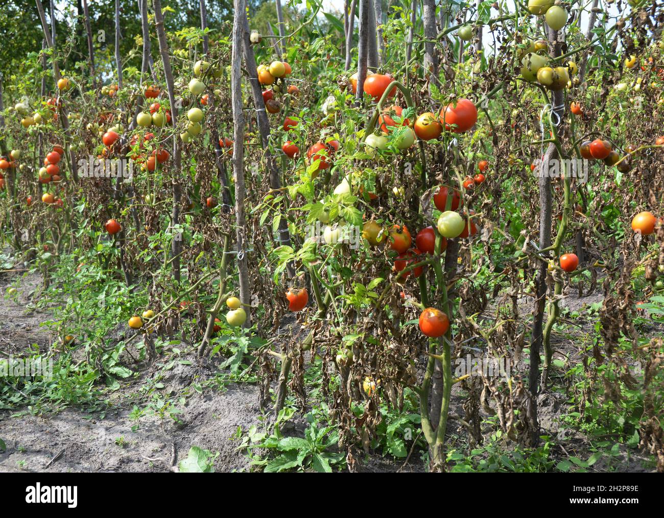 La piantagione di pomodori si ammala a tarda ora. Phytophthora ...