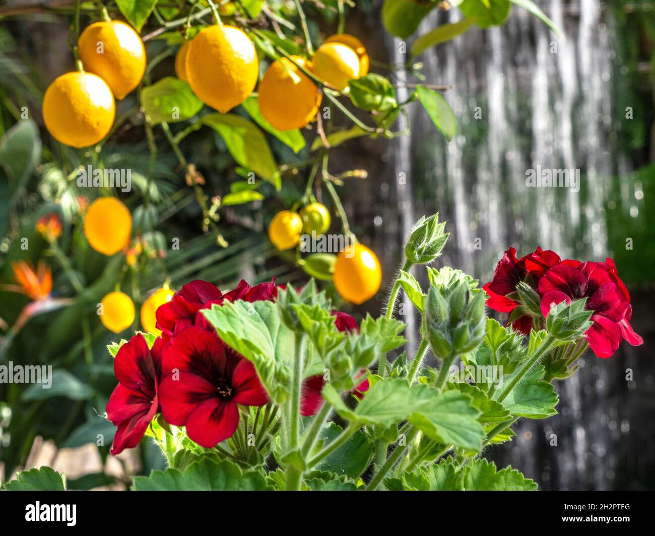 Limone albero eureka limoni in crescita immagini e fotografie stock ad ...