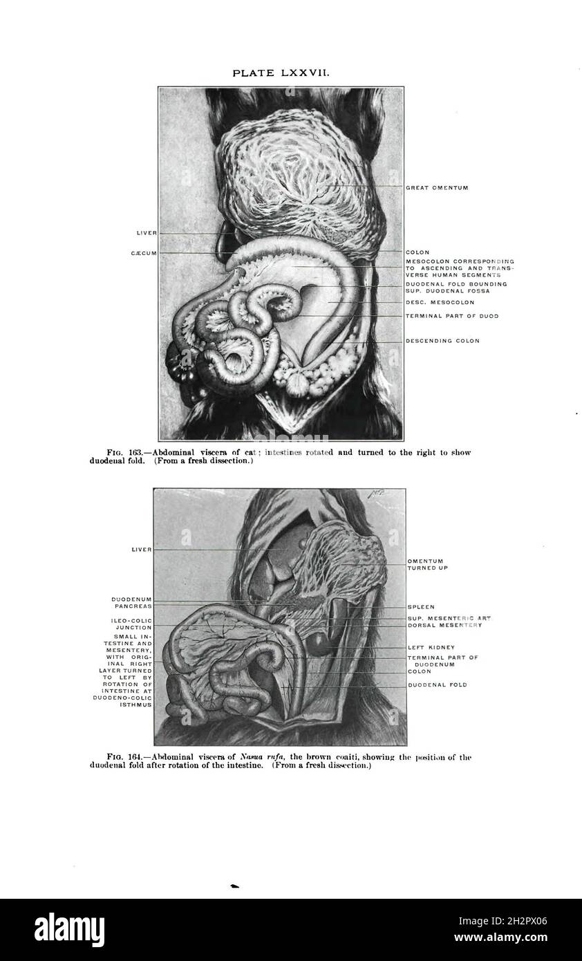 Anatomia del gatto immagini e fotografie stock ad alta risoluzione - Alamy