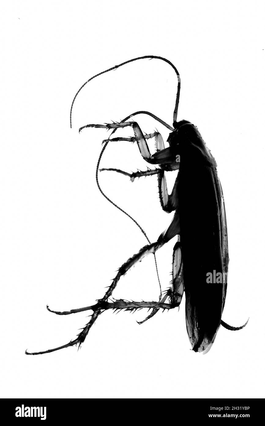 Scarafaggio nero immagini e fotografie stock ad alta risoluzione - Alamy