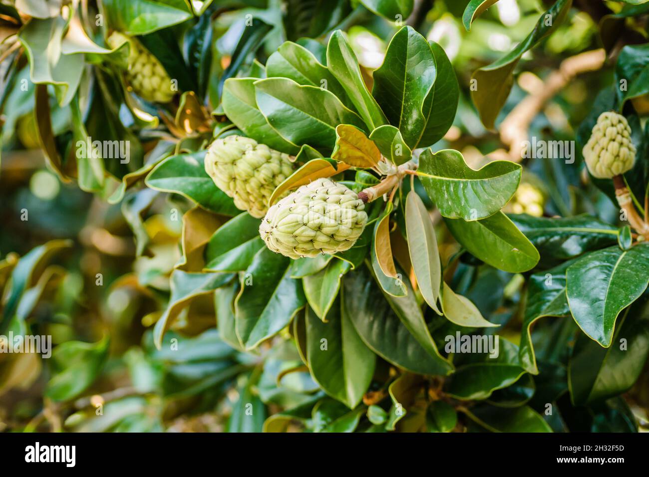 Magnolia magnolia grandiflora frutti albero albero magnolia meridionale ...