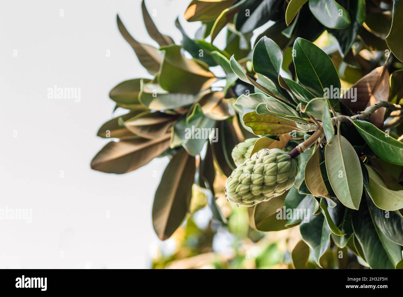 Frutto di una sempreverde magnolia magnolia grandiflora immagini e ...