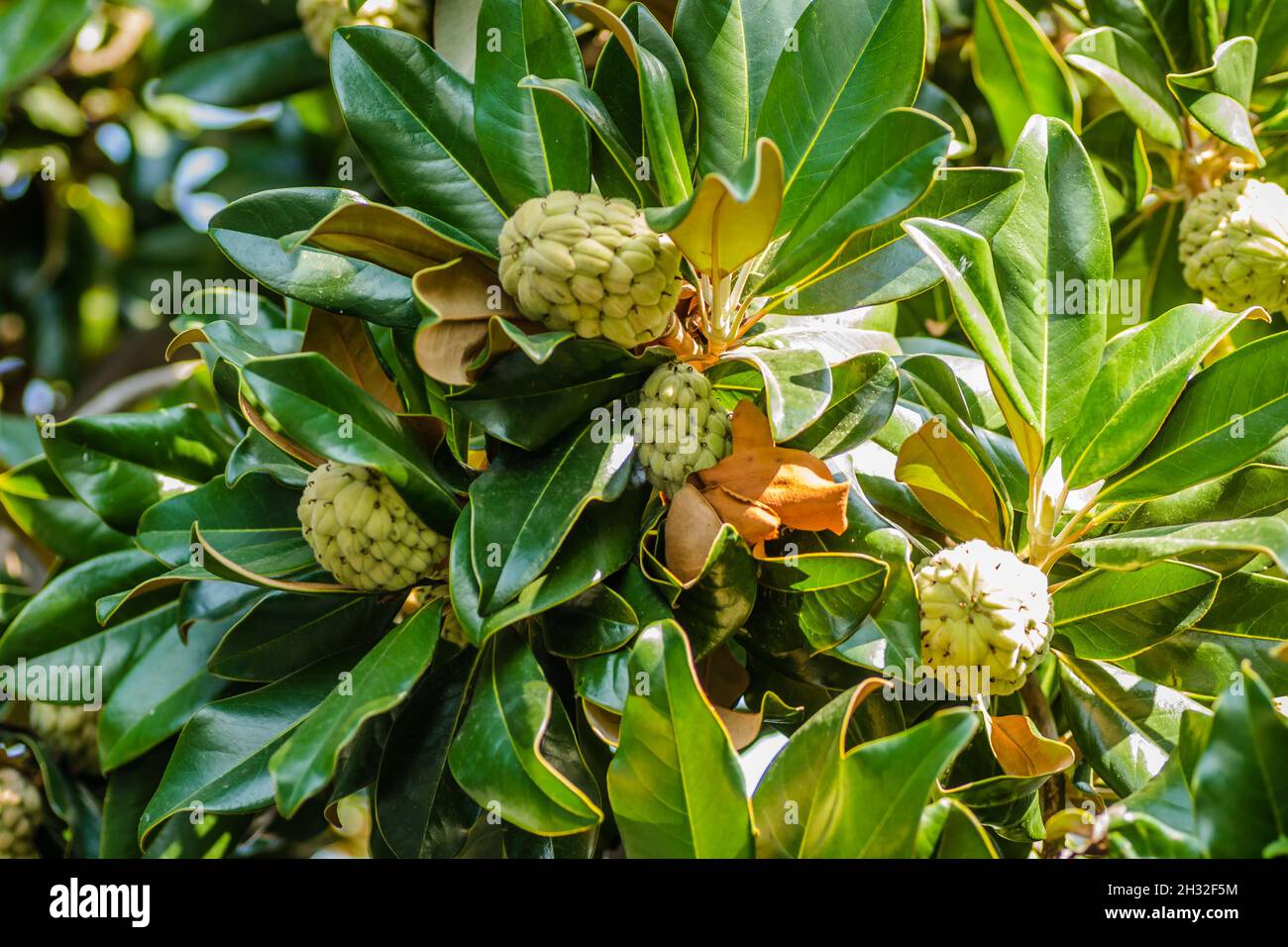 Frutto di una sempreverde magnolia magnolia grandiflora immagini e ...