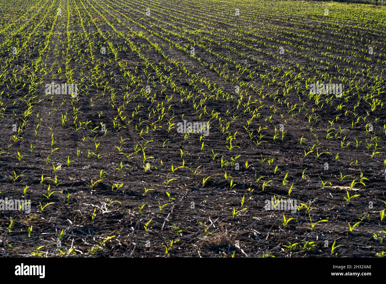 Campo recentemente seminato immagini e fotografie stock ad alta ...