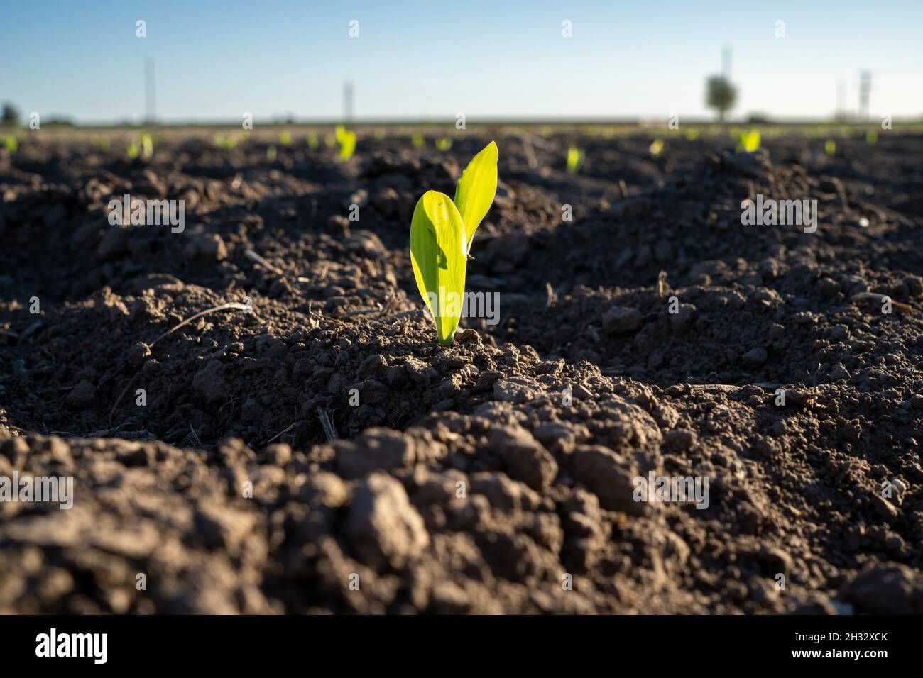 Campo recentemente seminato immagini e fotografie stock ad alta ...