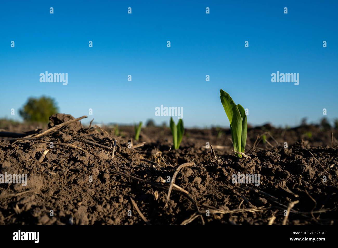 Campo recentemente seminato immagini e fotografie stock ad alta ...