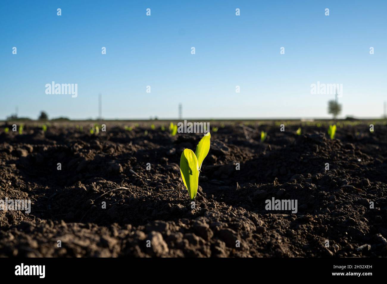 Campo recentemente seminato immagini e fotografie stock ad alta ...