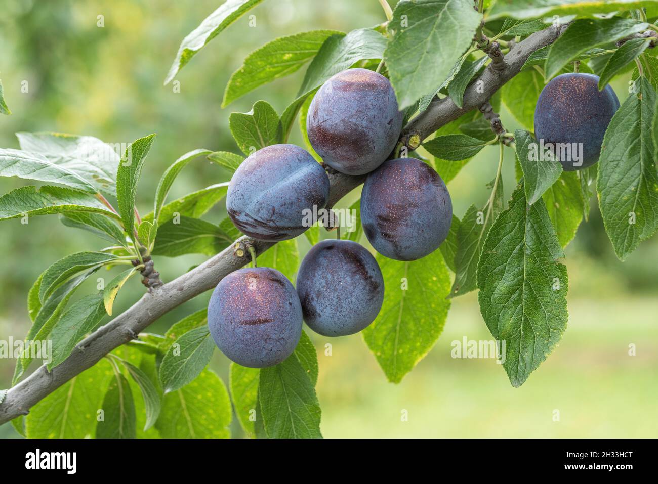 Anna spath immagini e fotografie stock ad alta risoluzione - Alamy