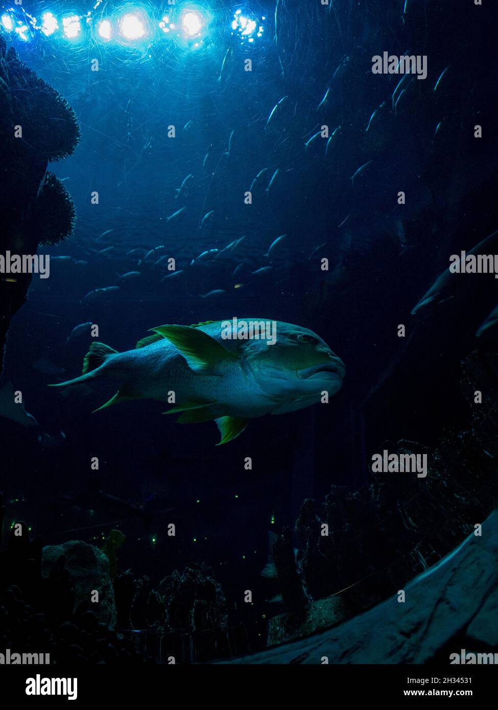 Cernia a macchie marroni immagini e fotografie stock ad alta ...