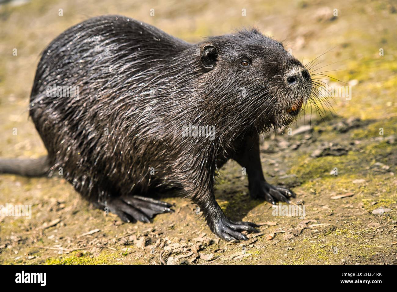 Tier und tierfotos immagini e fotografie stock ad alta risoluzione - Alamy