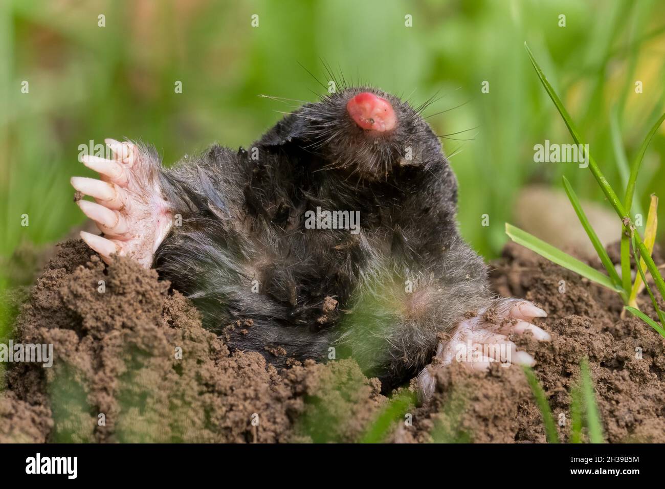 Talpa centrale immagini e fotografie stock ad alta risoluzione - Alamy