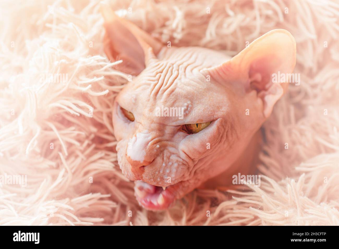 Gatto color pesca immagini e fotografie stock ad alta risoluzione - Alamy