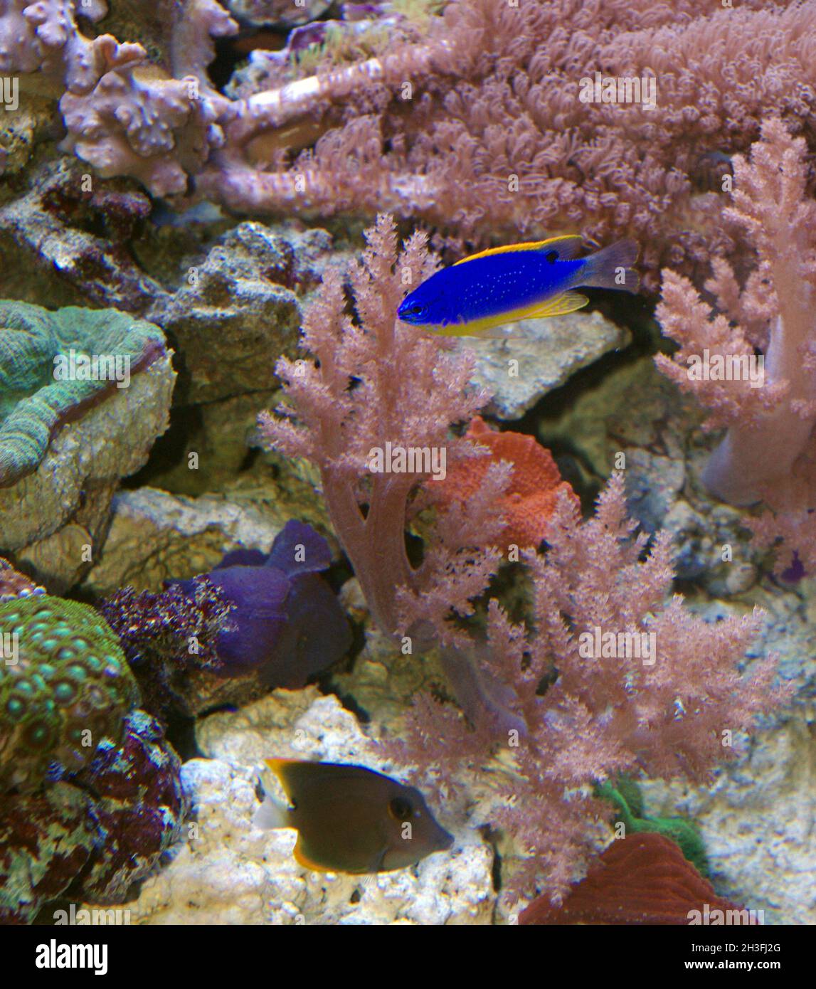 Il diavolo dei mari del sud, Chrysiptera taupou, tra coralli molli Foto ...