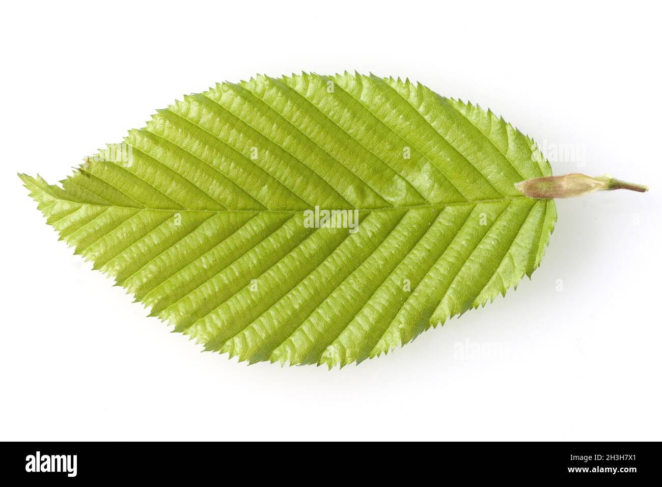 Carpino nero immagini e fotografie stock ad alta risoluzione - Alamy