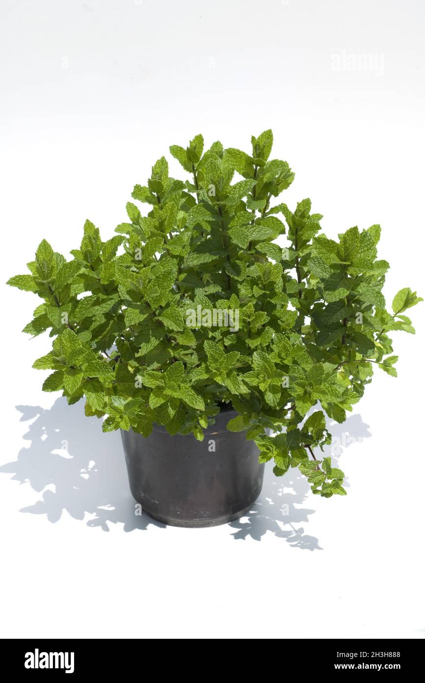 Mentha spicata ‘marocchina immagini e fotografie stock ad alta ...