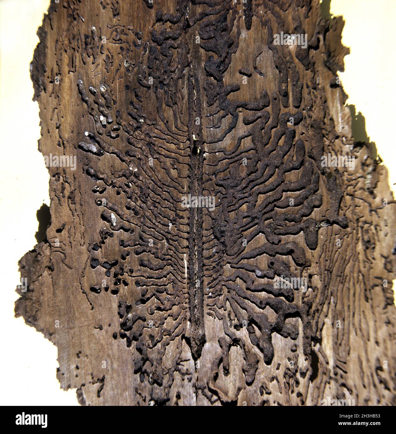 Larvengaenge di borken kaefer immagini e fotografie stock ad alta ...