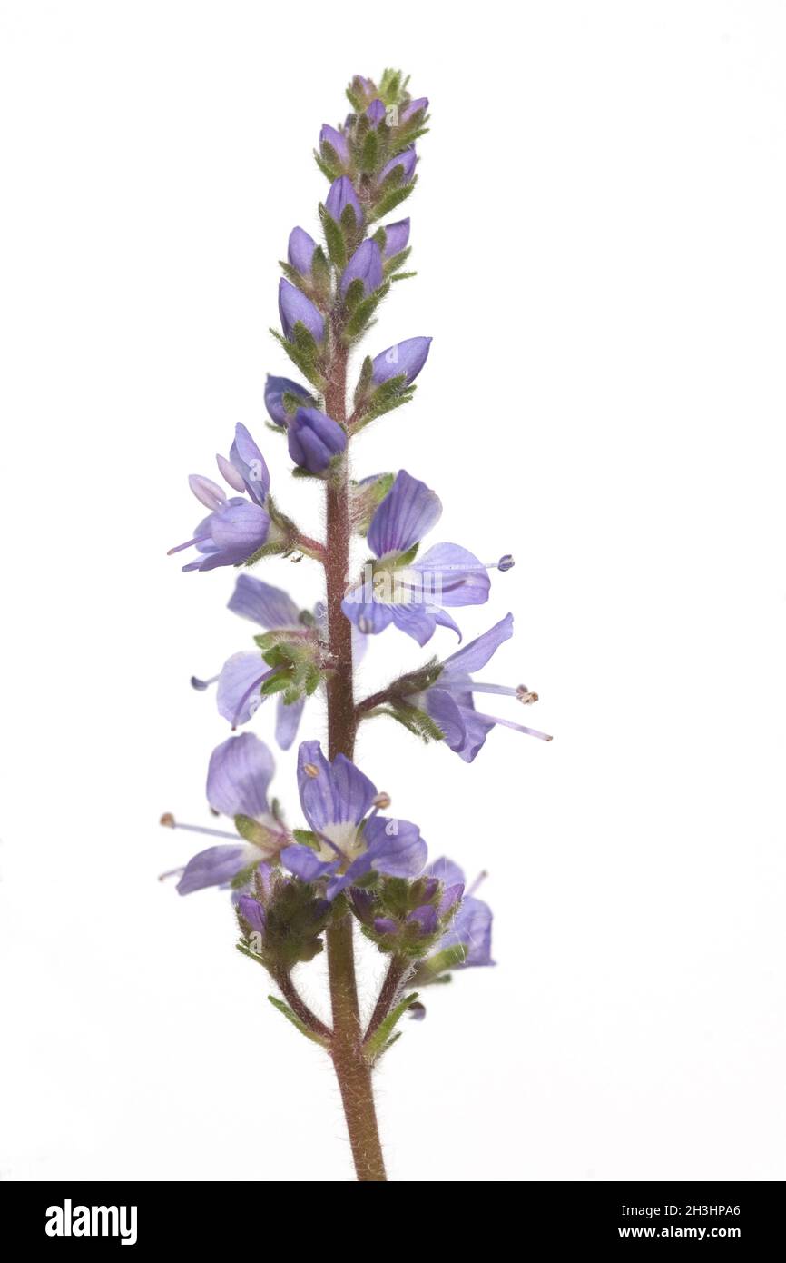 Pianta di veronica Immagini senza sfondo e Foto Stock ritagliate - Alamy