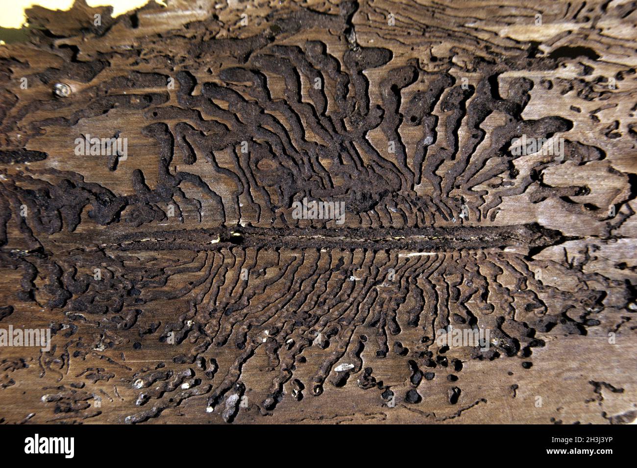 Larvengang des borkenkaefers immagini e fotografie stock ad alta ...