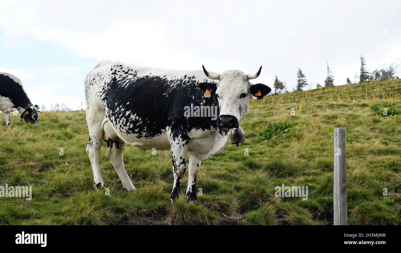 Vogesen vogesen immagini e fotografie stock ad alta risoluzione - Alamy
