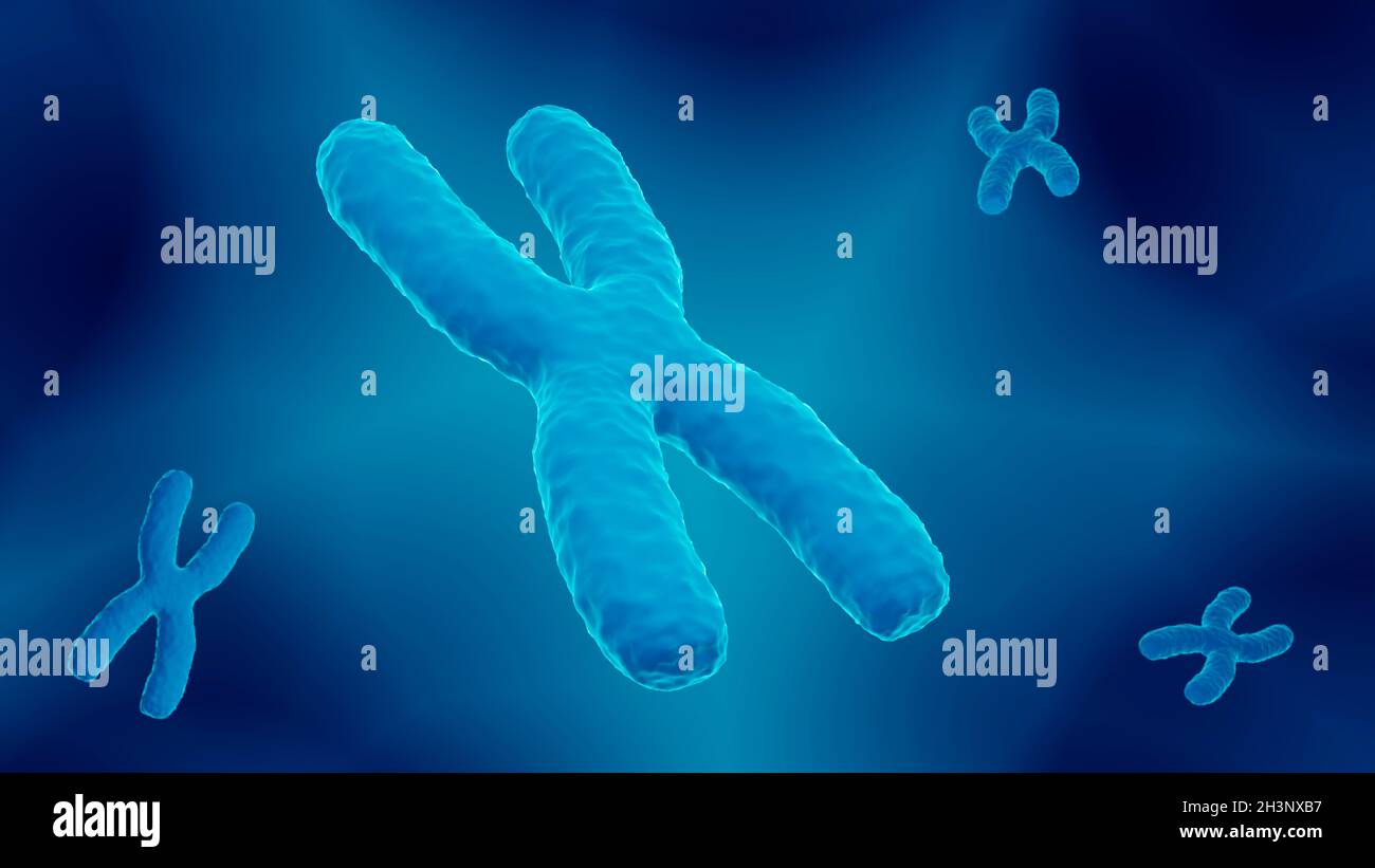 Cromatidi di cromosoma biologico immagini e fotografie stock ad alta ...