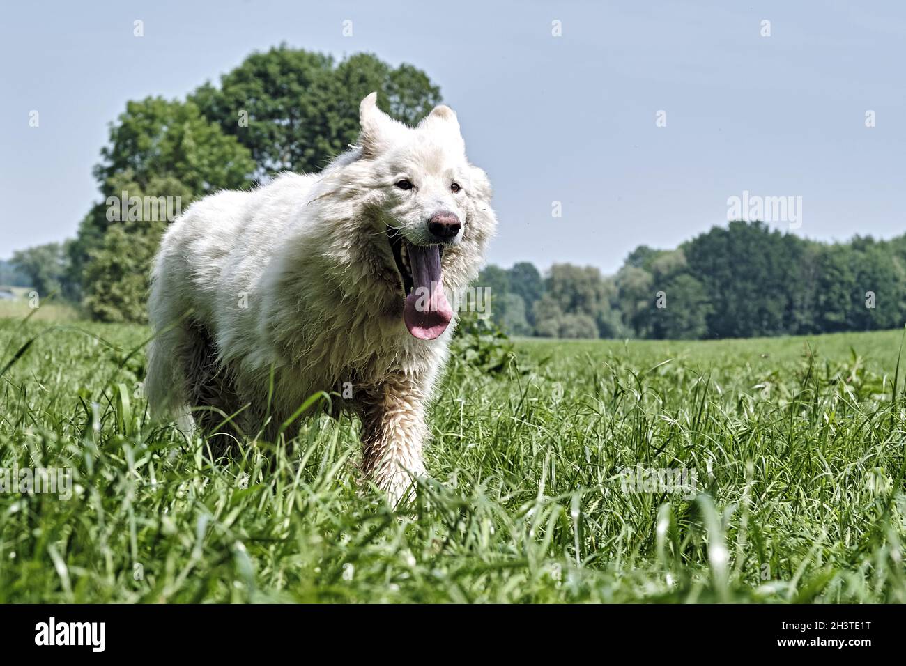 Scha ferhunde immagini e fotografie stock ad alta risoluzione - Alamy