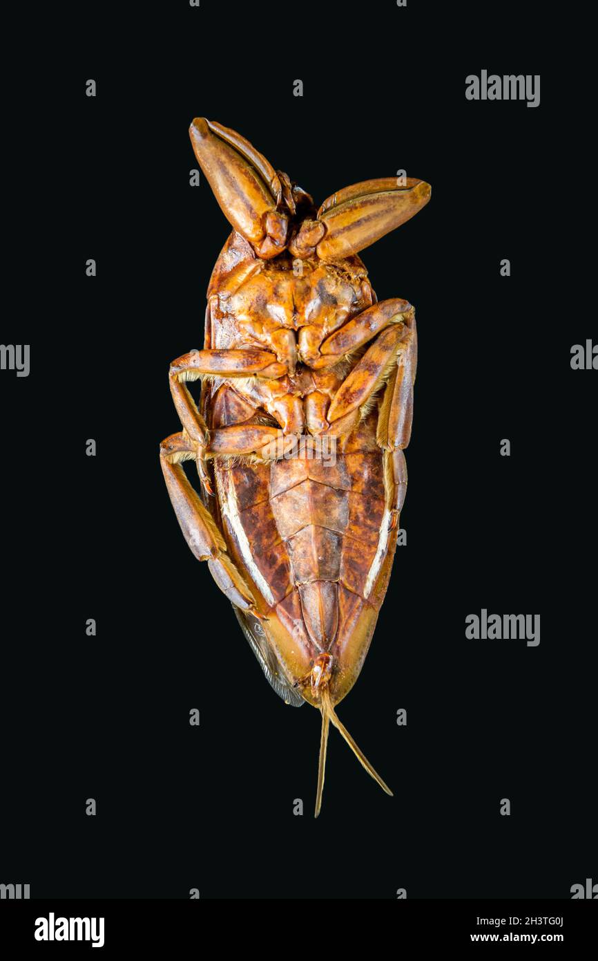 Scarafaggio nero immagini e fotografie stock ad alta risoluzione - Alamy