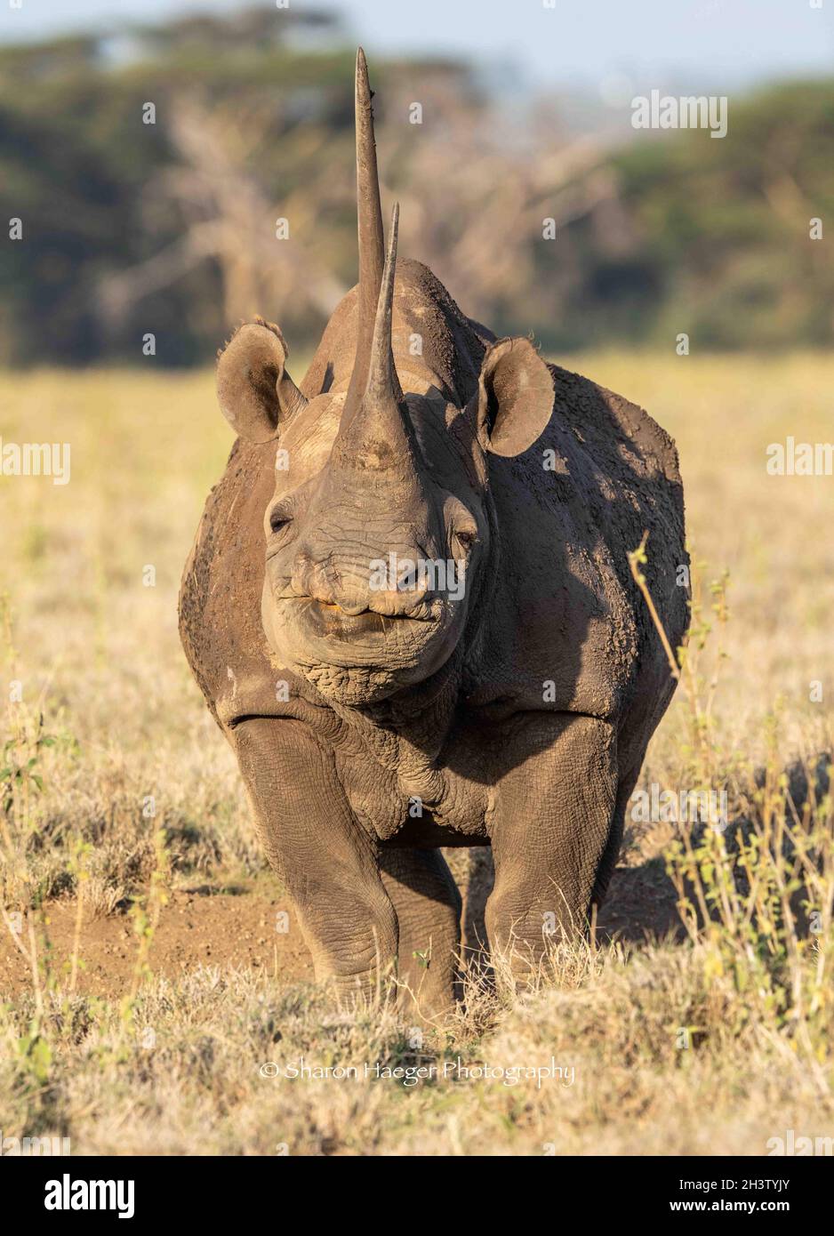 Rinoceronte femmina immagini e fotografie stock ad alta risoluzione - Alamy