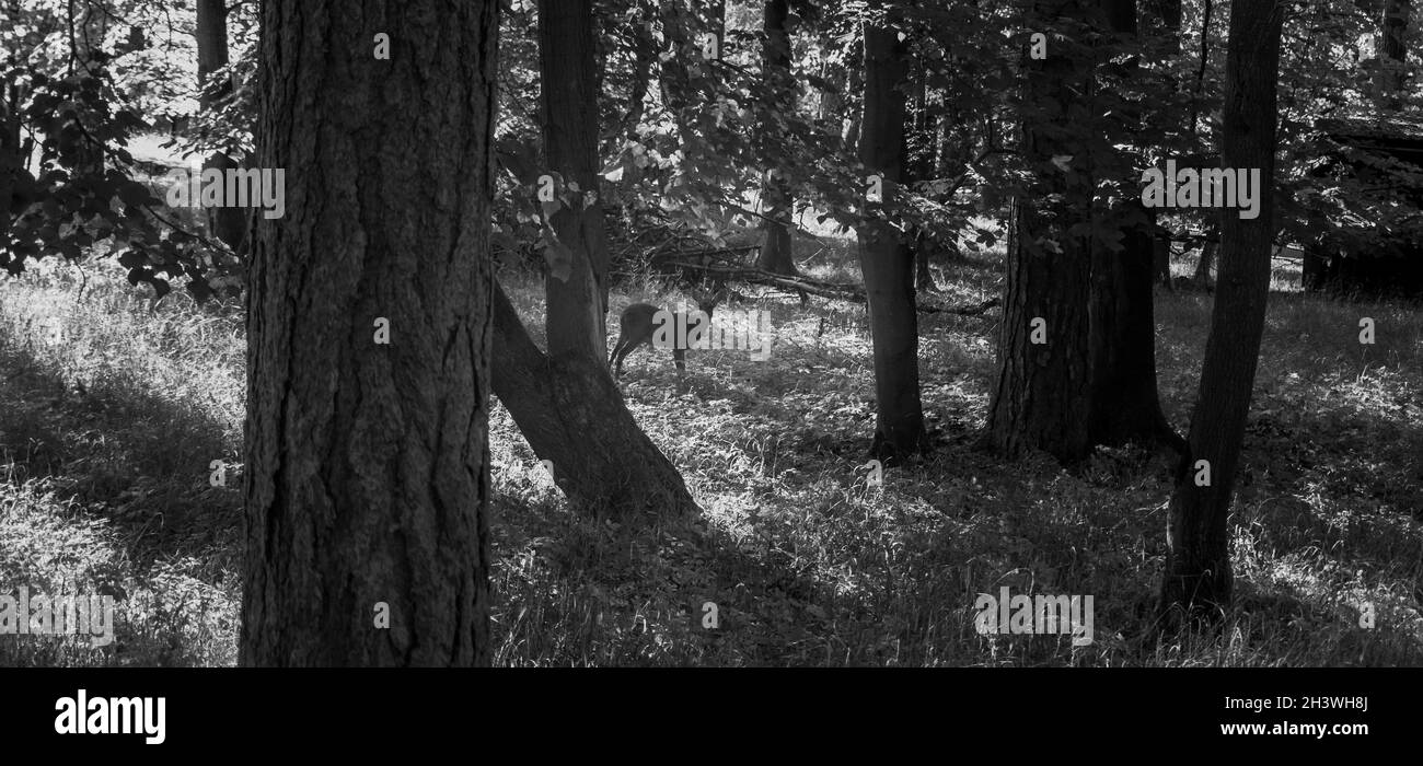 Immagini carine bianco e nero immagini e fotografie stock ad alta ...