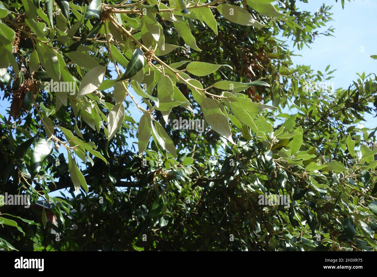 Leccio quercus ilex immagini e fotografie stock ad alta risoluzione - Alamy