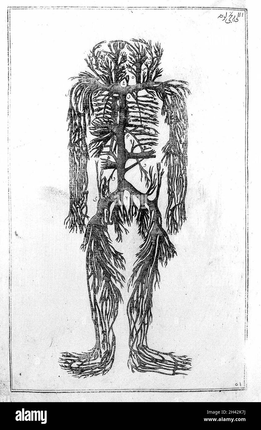 Vene apparato circolatorio immagini e fotografie stock ad alta ...