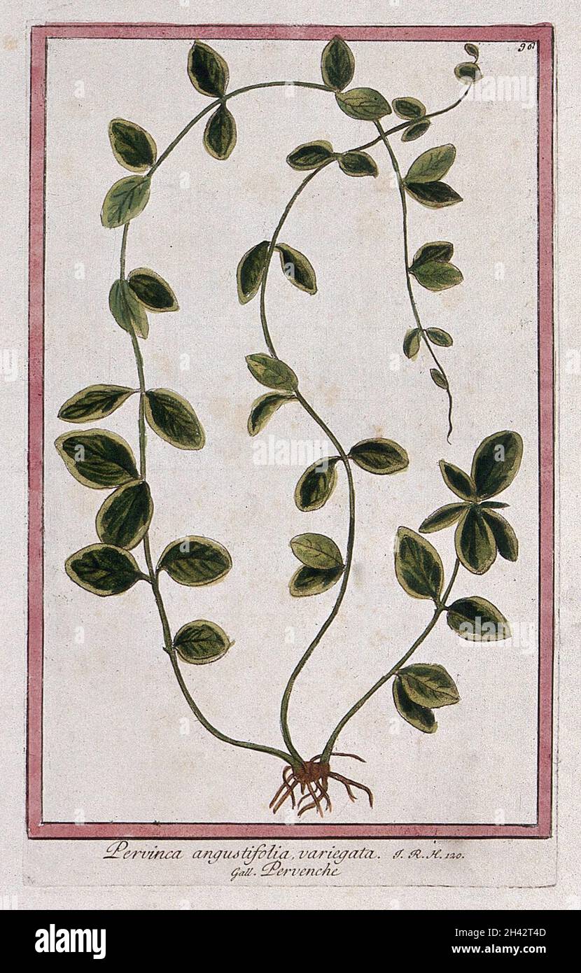 Pervinca vinca sp immagini e fotografie stock ad alta risoluzione - Alamy