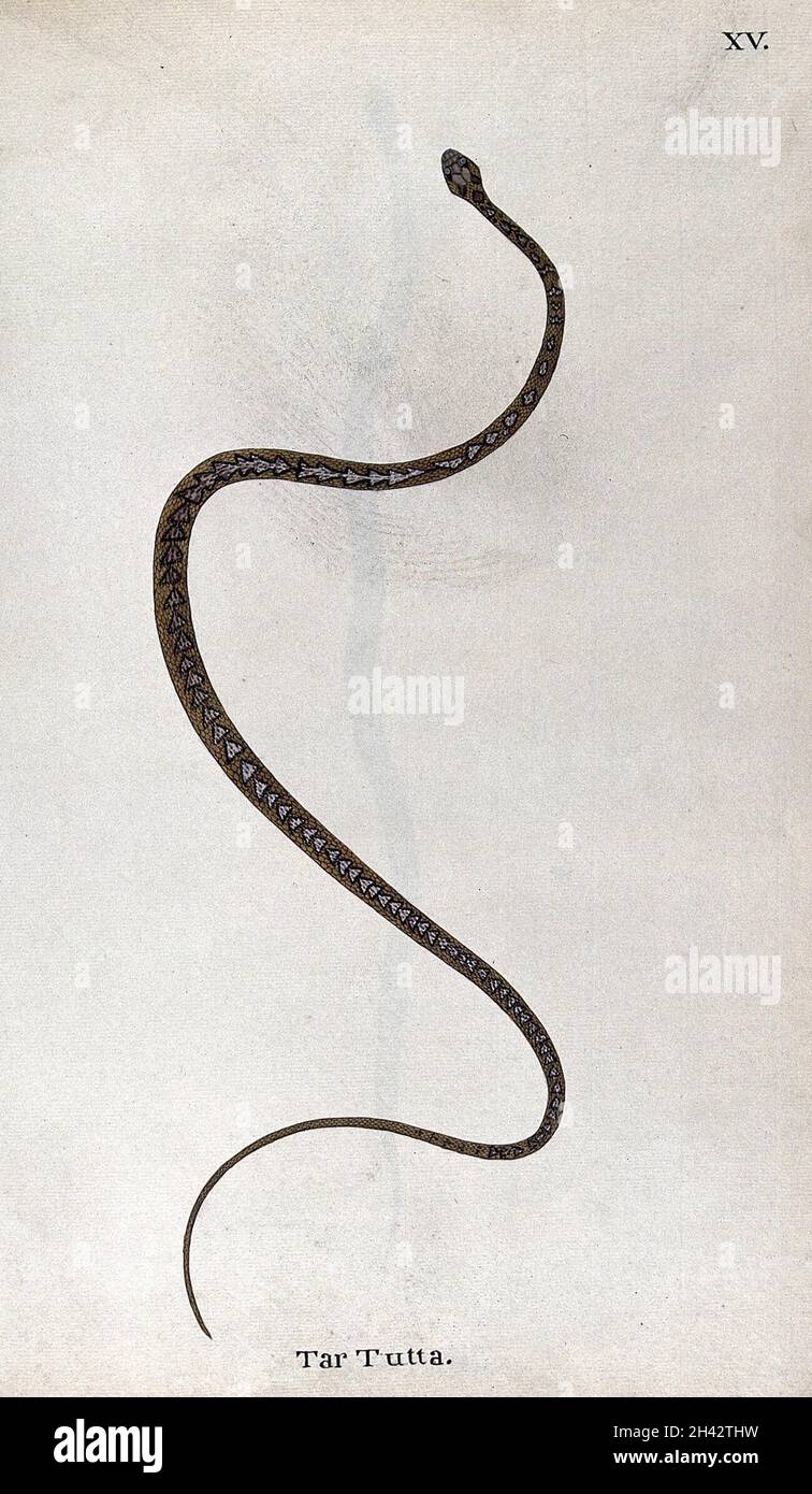 Un serpente, sottile e di colore marrone chiaro, con chiazze ...