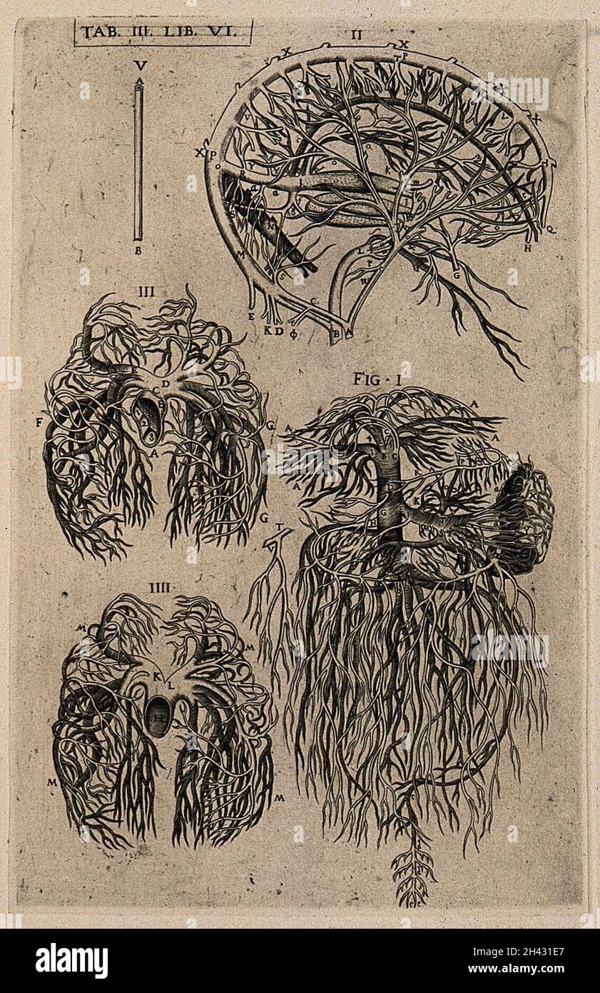 Il sistema vascolare e arterioso del cervello umano (II), l'arteria ...