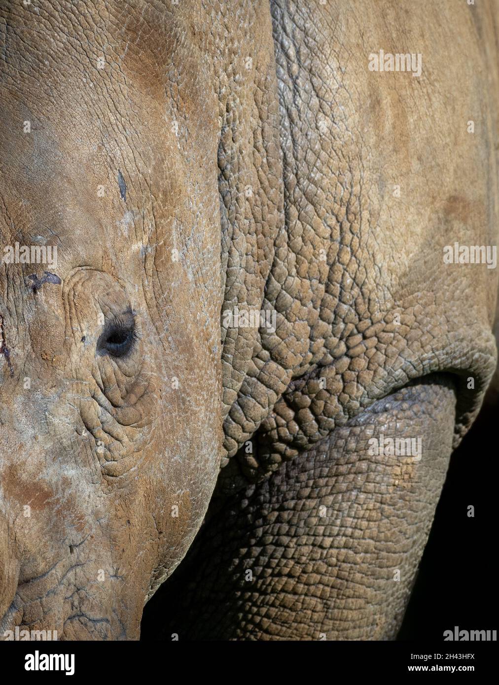 Pelle secca screpolata immagini e fotografie stock ad alta risoluzione ...