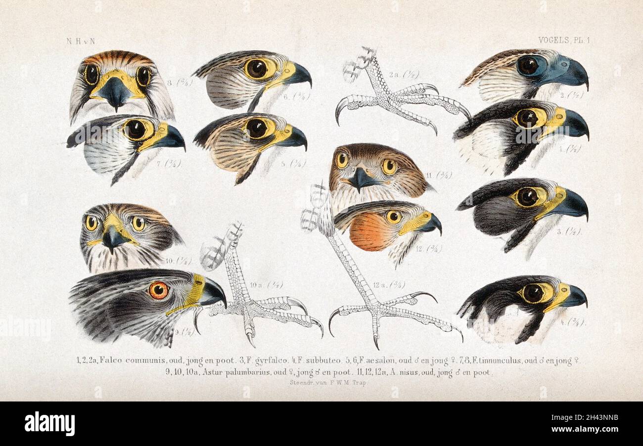 Le teste e le zampe di cinque tipi di Falcon, un GOS-hawk e un ...