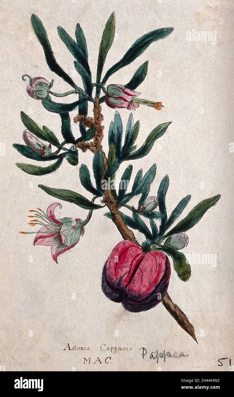 Pappea capensis immagini e fotografie stock ad alta risoluzione - Alamy