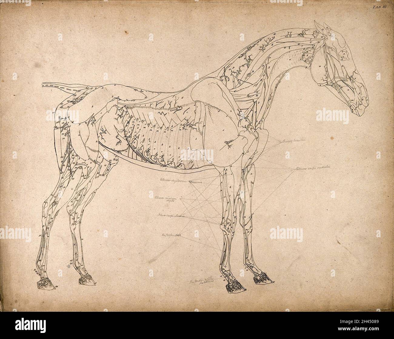 Muscoli e vasi sanguigni di un cavallo: Disegno di contorno, vista ...