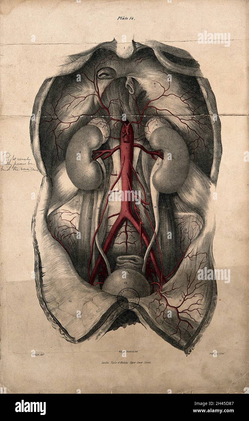 Visceri del torace e dell'addome immagini e fotografie stock ad alta ...