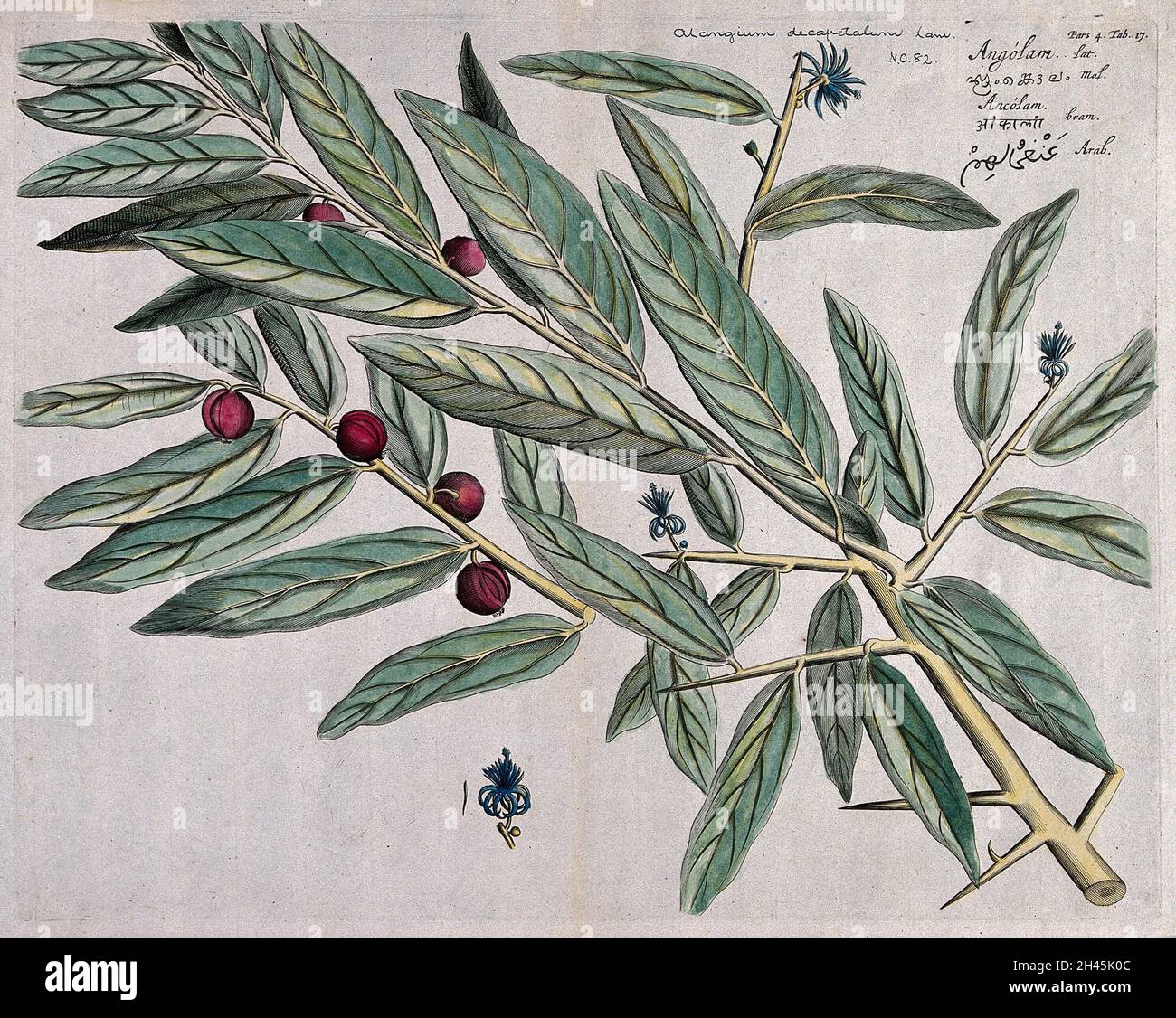 Alangium salvifolium immagini e fotografie stock ad alta risoluzione ...