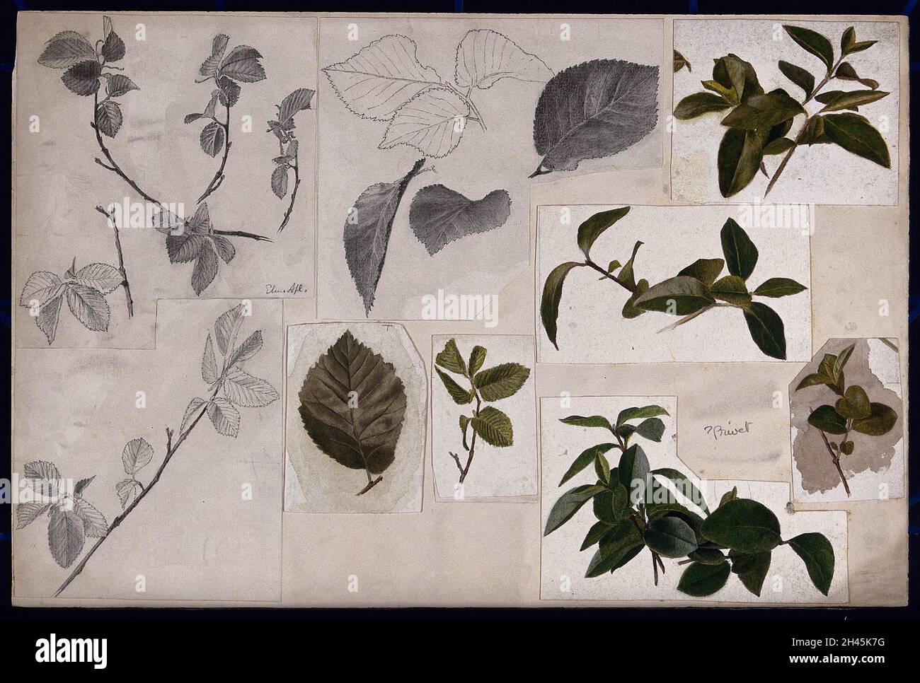 Foglie e ramoscelli di olmo (Ulmus) e privet (Ligustrum). Acquerello e ...