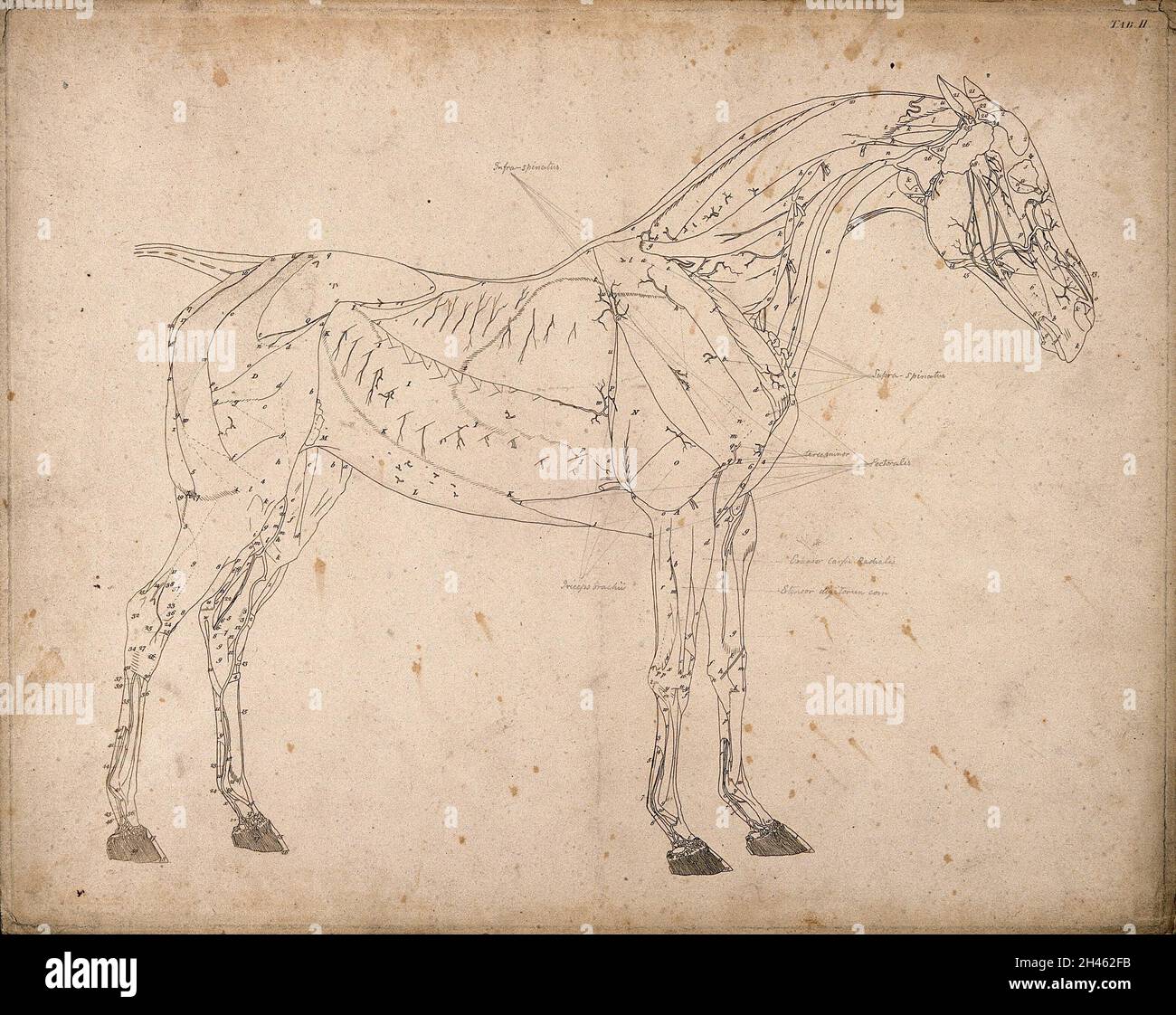 Muscoli e vasi sanguigni di un cavallo: Disegno di contorno, vista ...