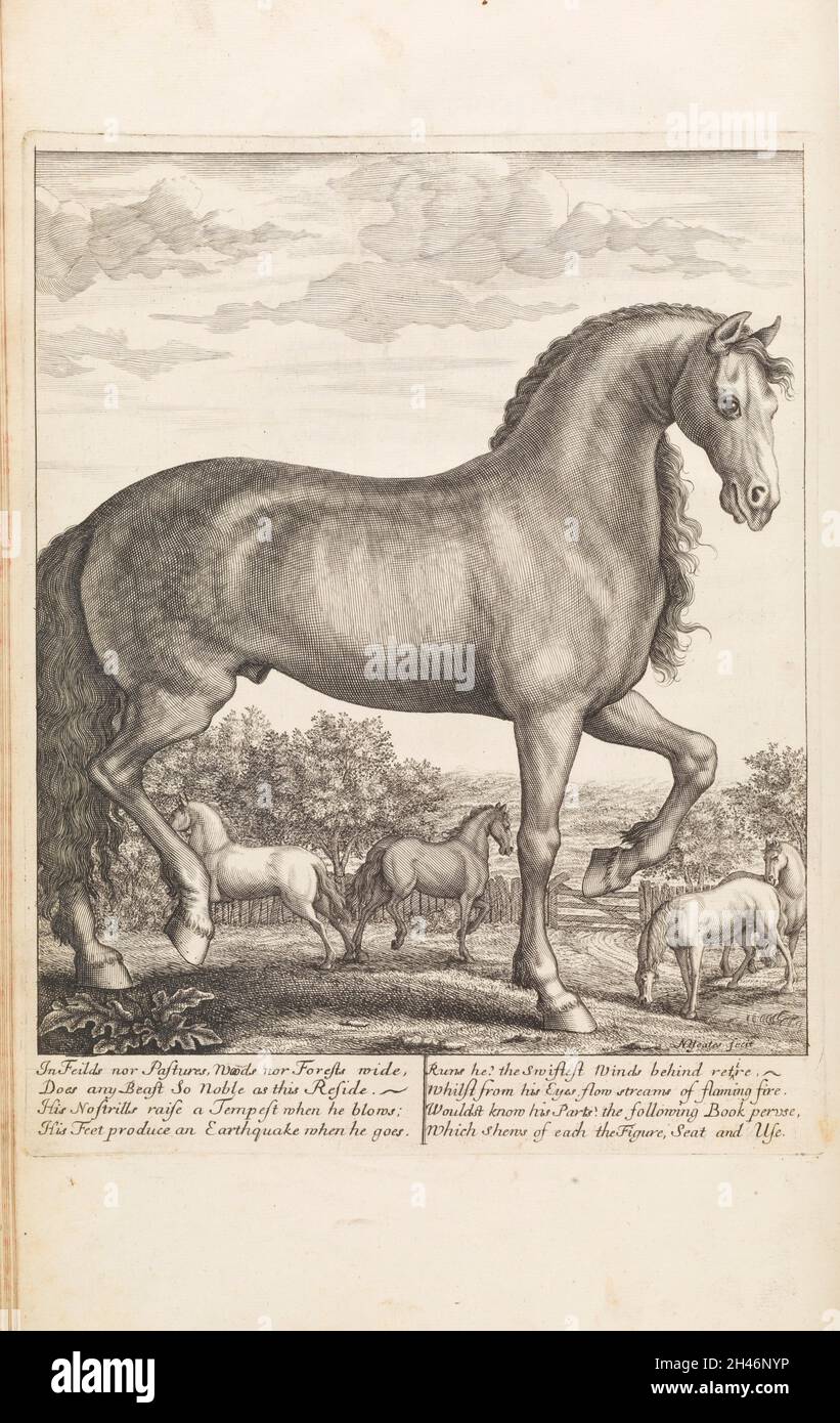 Anatomia scheletrica del cavallo immagini e fotografie stock ad alta ...