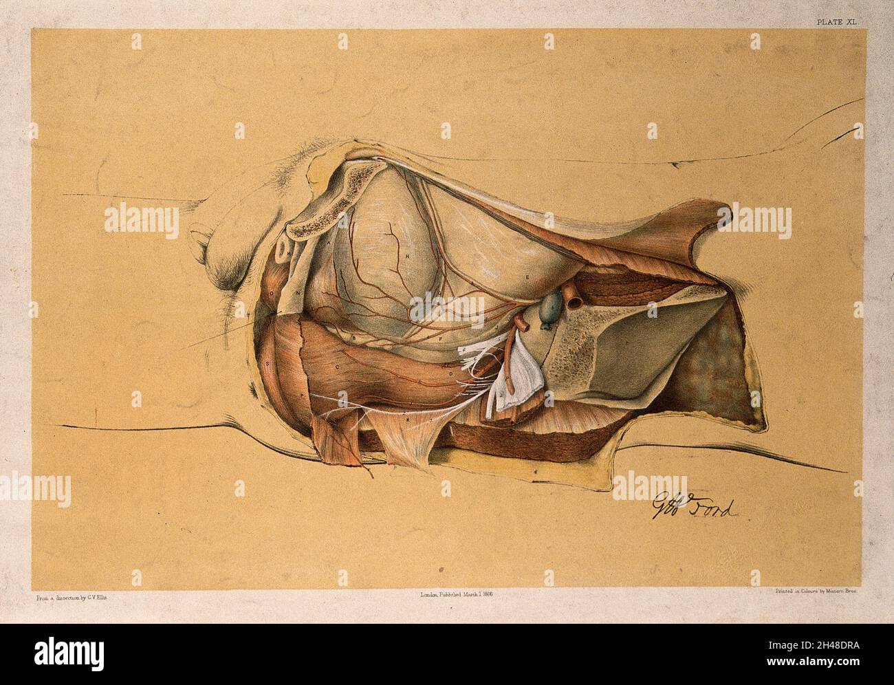 Vasi sanguigni del bacino immagini e fotografie stock ad alta ...