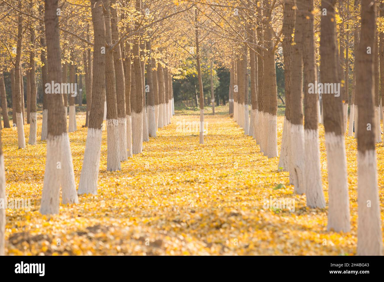 Alberi di latifoglie in autunno immagini e fotografie stock ad alta ...