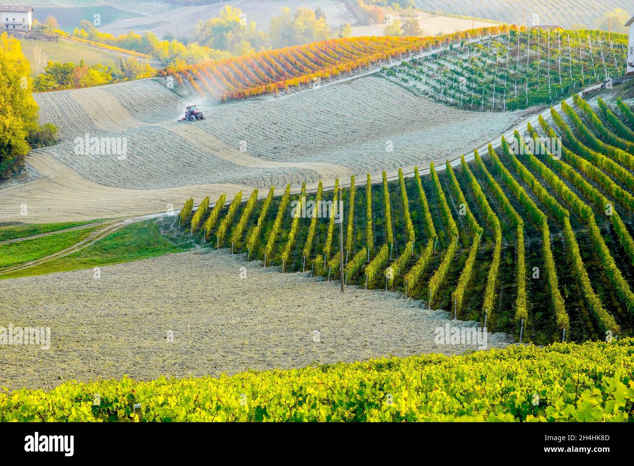 Vigneti ondulati immagini e fotografie stock ad alta risoluzione - Alamy